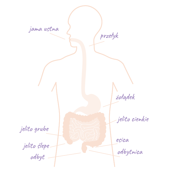 Układ pokarmowy – Sturomedica